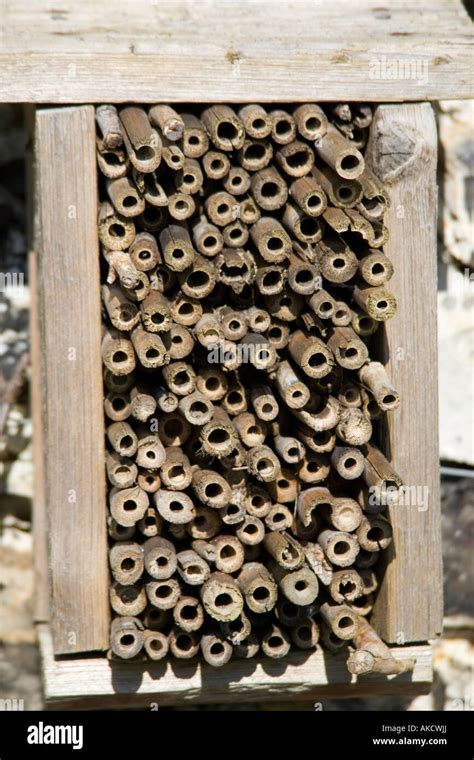 Box Bug Hi Res Stock Photography And Images Alamy
