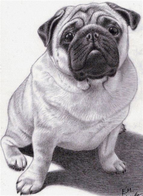 Мопс рисунок нарисовать 71 фото картинки Sobakovod Club