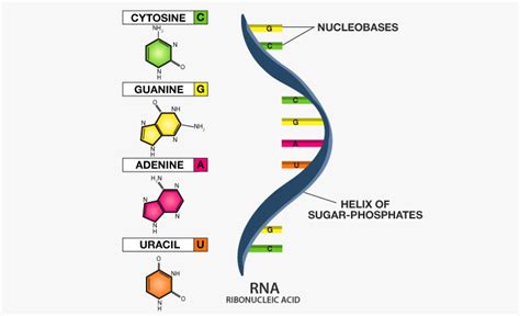 Rna Full Form 7 Authentic Facts You Must Know
