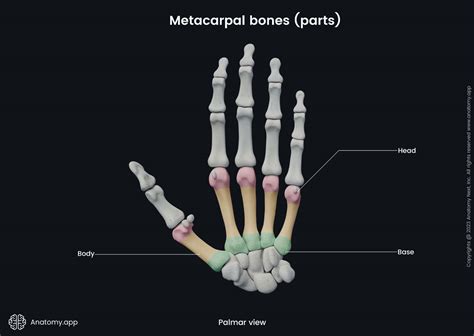 Parts Of Metacarpal Bones Palmar View Anatomy App