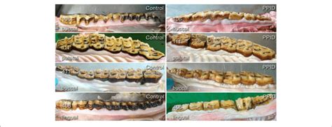 Comparison Of Gingival Shape And Contour In Cheek Teeth Rows Of Download Scientific Diagram
