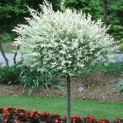 Tri Color Dappled Willow Shrub ‘Hakuro Nishiki’ Potted Starter Plants # ...