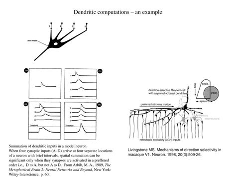 Ppt Synaptic Integration Cable Theory Powerpoint Presentation Free