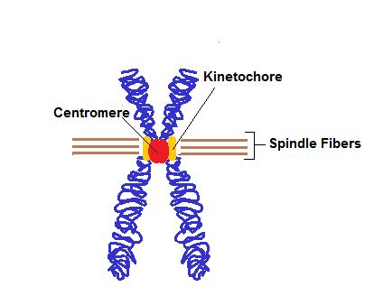 Centromere Definition Function And Structure Lesson
