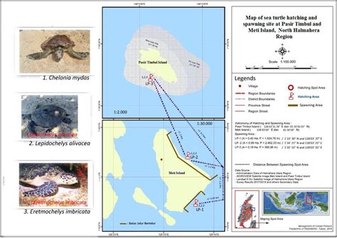 Map Of Nesting Site Of Green Sea Turtles Chelonia Mydas Olive Ridley