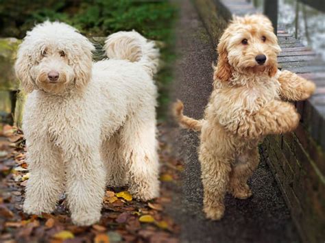Choosing The Right Crossbreed A Cockapoo Or Labradoodle Uk Pets