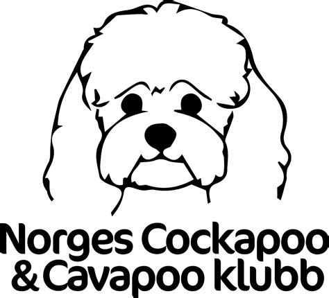 Cavapoo Cockapoo Cockapoo Og Cavapooklubben
