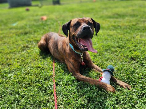 Susquehanna Spca Please Share We Need Your Help We Are Full We Need Help Finding