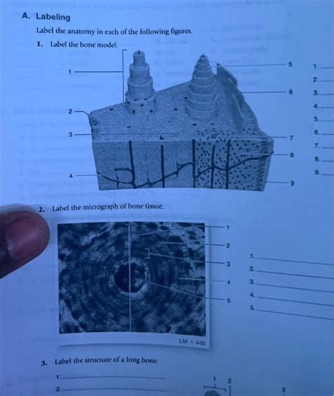 Solved A Labeling Label The Anatomy In Each Of The Chegg Com
