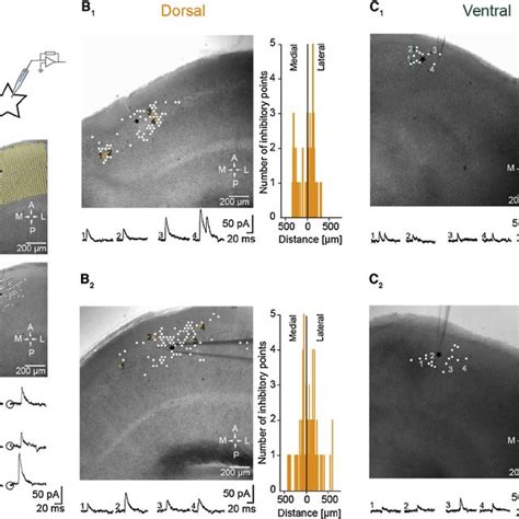 Properties Of Basal Inhibitory Synaptic Transmission A Spontaneous Download Scientific