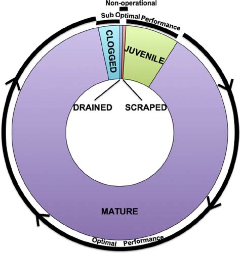 Life Cycle Of Ssfs The Size Of Each Ring Segment Corresponds To The Download Scientific