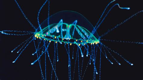 Box Jellyfish Phylum At Ruth Townsend Blog