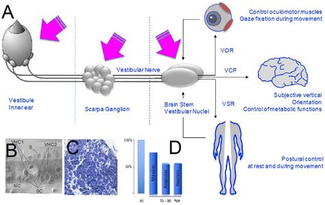 Vestibular Reflexes