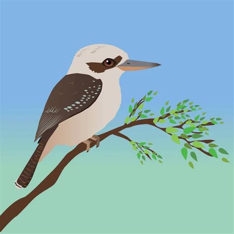 How To Draw A Realistic Kookaburra