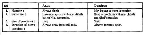 Differentiate Between Axon And Dendron