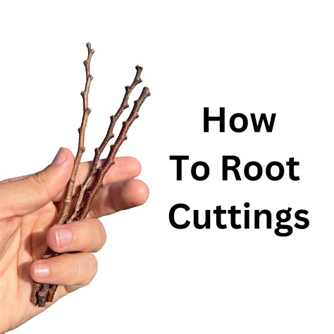 the ultimate guide to rooting plant cuttings a universal approach