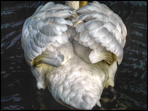 Swans Wings Hdr Image Freeedom1 Backslowly Flickr