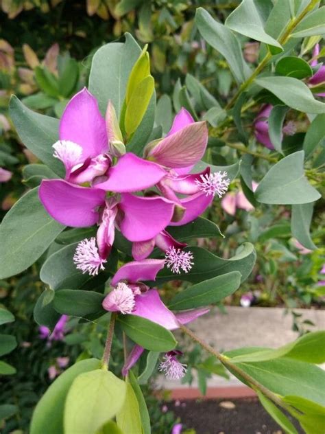 How To Grow Polygala Myrtifolia Earthone