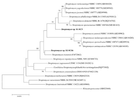 Phylogenetic Tree Of Isolate S1 SC3 And S2 SC16 Based On Download Scientific Diagram