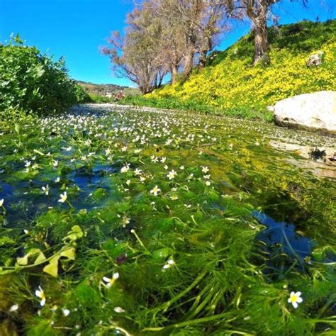 Chadwick Lakes Cinematique