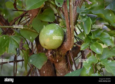 Passionfruit The Topical Flavorfrom Farm To Tableour Passion Fruits
