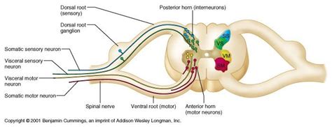 Anterior Ventral Root