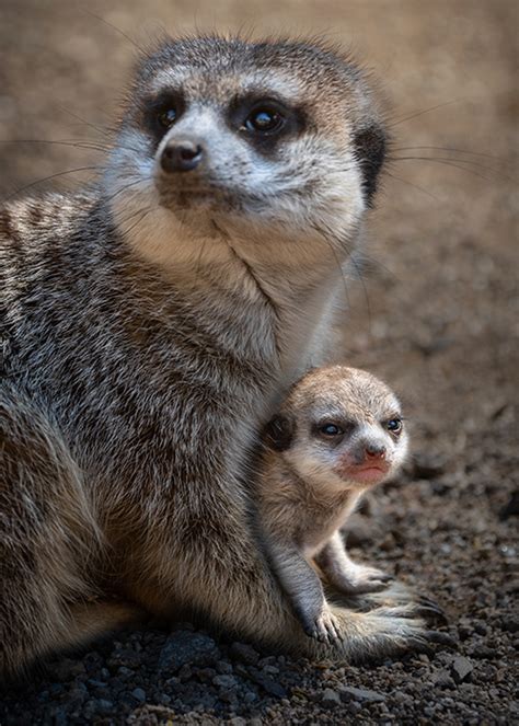 Become A Zookeeper Assistant Animal Behavior College
