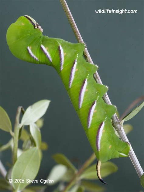 Caterpillar Classification Chart Ponasa