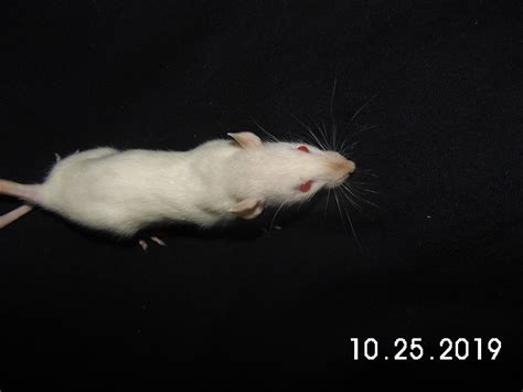 Reeds Rats We Have 2 Females From The Burmese X Burmese Facebook