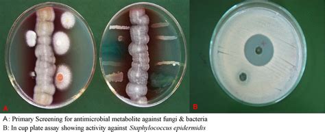 Antimicrobial Activities In Solid Media Of Strain Streptomyces Spp