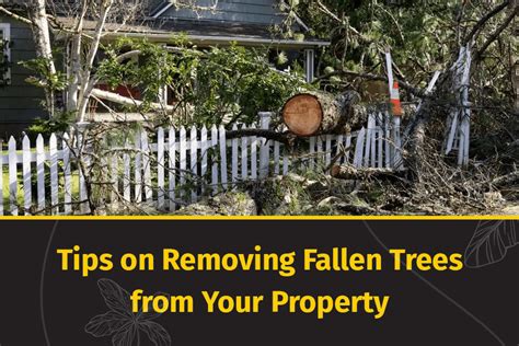 Tips For Removing Fallen Trees From Your Property