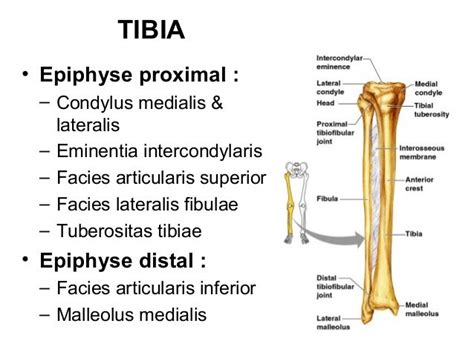 Osteologi Da Psik Semester 2 Kd 2 Anatomy