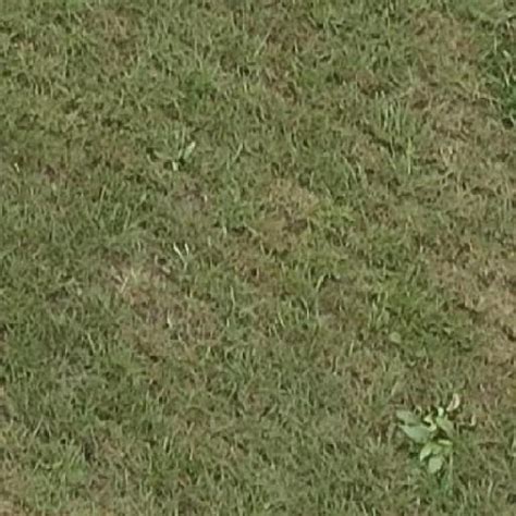 Weed Detection Object Detection Dataset And Pre Trained Model By Weed Detection