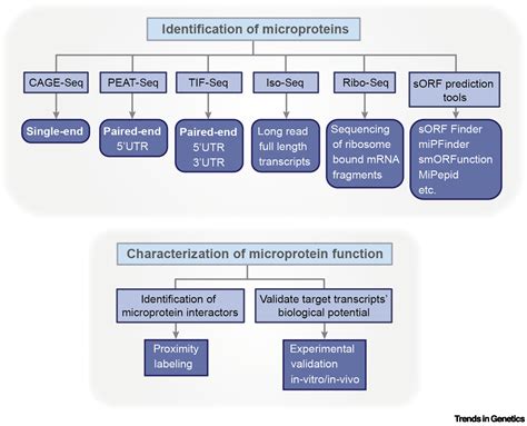 Exploring The World Of Small Proteins In Plant Biology And