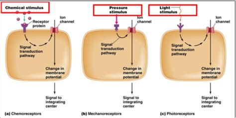 Comp Ani Physio Ch 6 Flashcards Quizlet