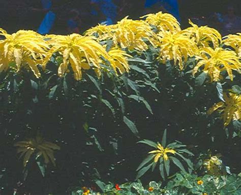 Amaranthus Tricolor Yellow Aurora 100 Seeds