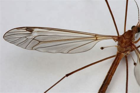 Tipula Lunata Insektarium
