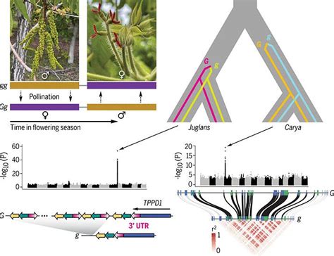 Ancient Structural Variants Control Sex Specific Flowering Time Morphs