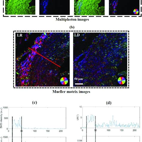 Multimodal Microscope Composed Of One Mueller Matrix And Two Download Scientific Diagram