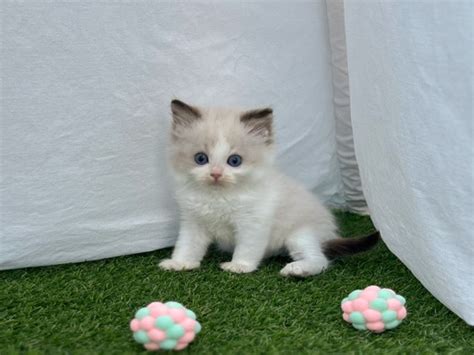 인천고양이분양 고양이분양 테디럽 인천점 먼치킨 아메리칸숏헤어 페르시안 러시안블루 스코티쉬폴드 브리티쉬숏헤어