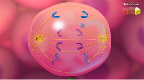 Mitosis Animation Youtube The Cell Cycle Mitosis And Meiosis Video