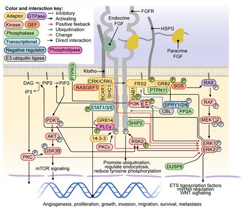Fibroblast Growth Factor Signaling Pathway At Matt Wood Blog