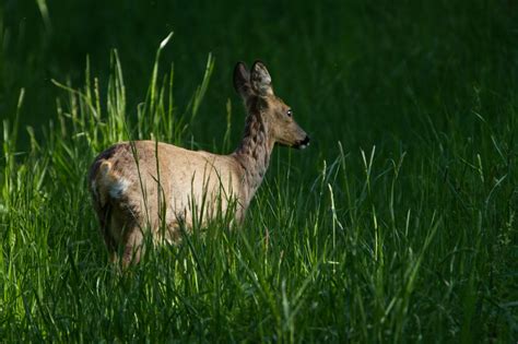 Immer Noch Dicker Bauch Peters Blog Im Amperlicht