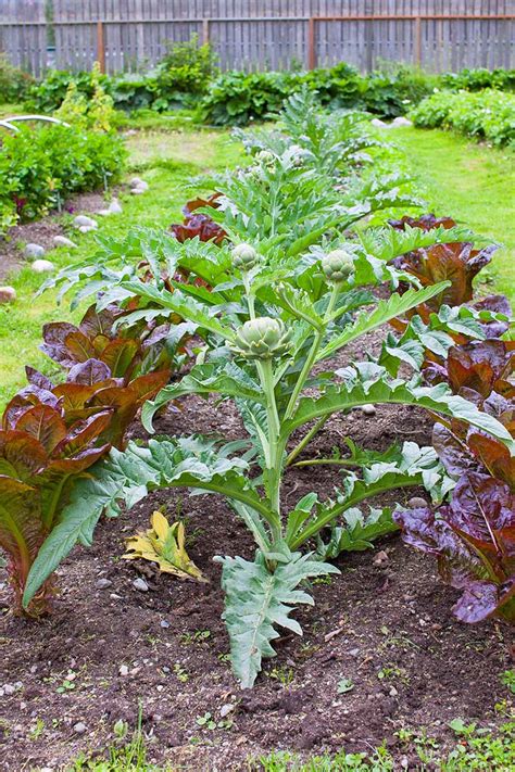 How To Plant And Grow Artichokes Gardeners Path