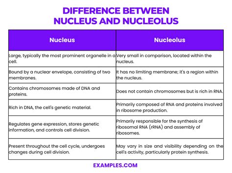 Nucleolus Definition Structure Functions Faqs