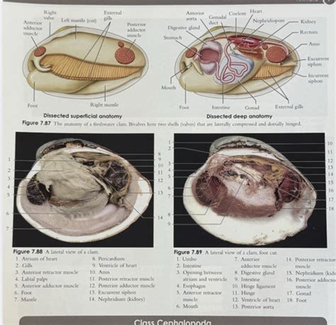 Lab Quiz Flashcards Quizlet