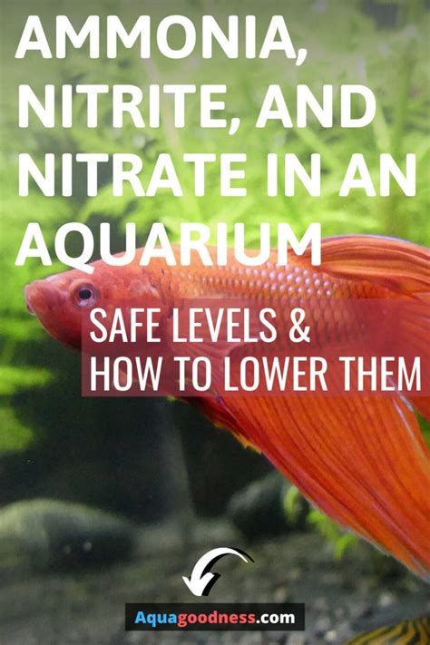 Ammonia Nitrite And Nitrate In An Aquarium Safe Levels And How To