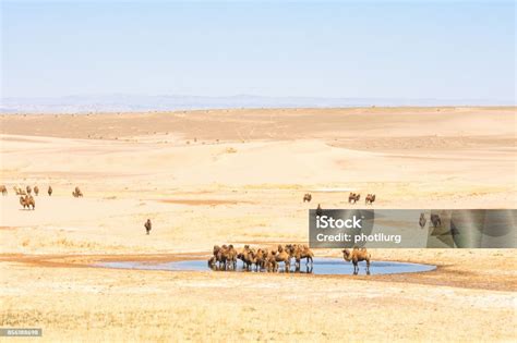 햇볕에 쬐 인 사막에서 오아시스 근처 낙 타 낙타에 대한 스톡 사진 및 기타 이미지 낙타 젖은 0명 Istock