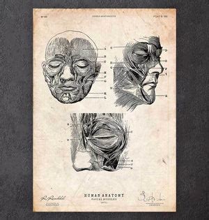 Face Anatomy Art Codex Anatomicus