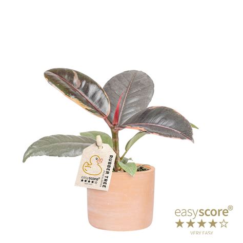 Ficus Elastica Ruby — Plant Wholesale Floraccess